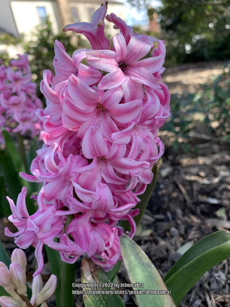 Photo of the bloom of Dutch Hyacinth (Hyacinthus orientalis 'Pink Pearl') posted by JebobaTea ...