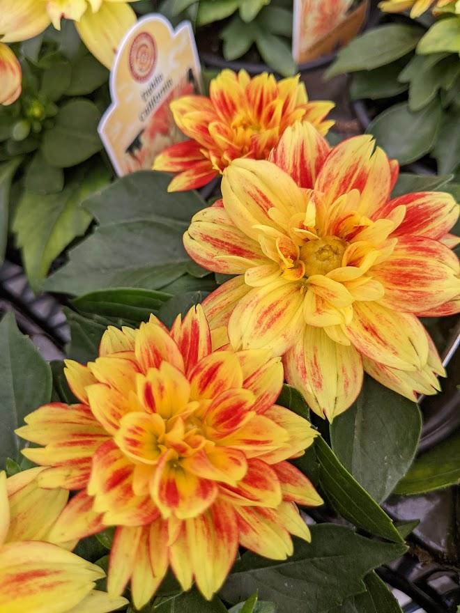 Dahlia Dahlinova® California in the Dahlias Database - Garden.org