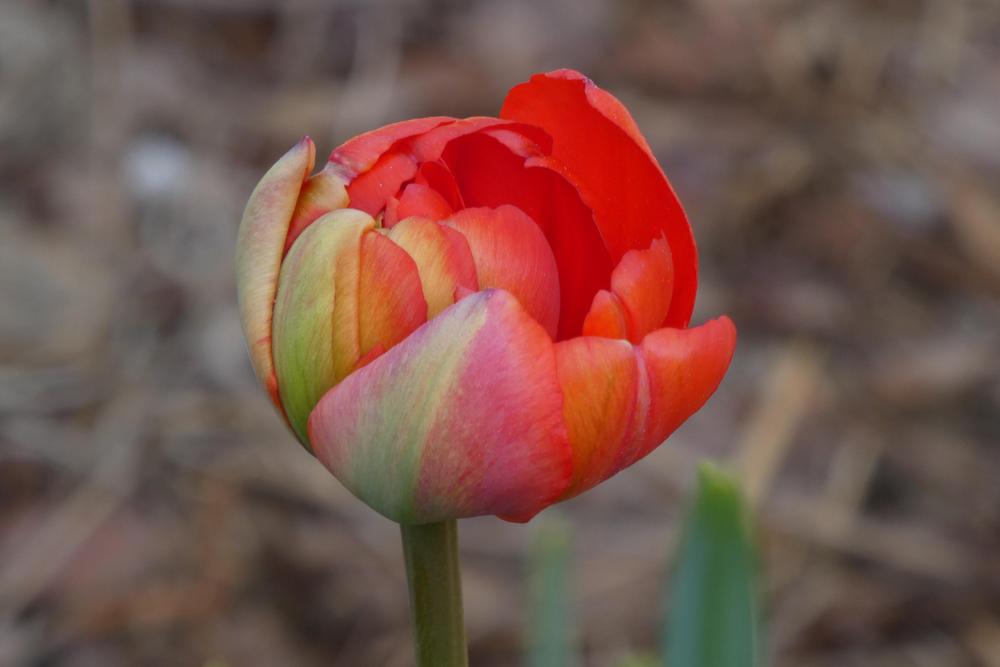 Photo of the bloom of Double Late Tulip (Tulipa 'Miranda') posted by ...