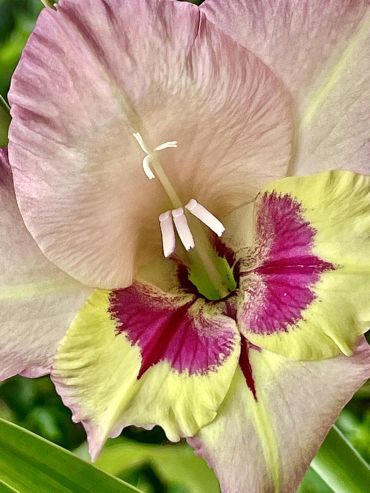 Photo of the bloom of Gladiola (Gladiolus 'Sapporo') posted by RachaelHunter - Garden.org