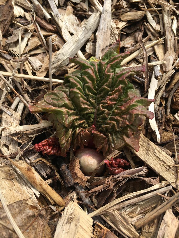 Photo of the emerging growth of Rhubarb (Rheum rhabarbarum 'Victoria ...