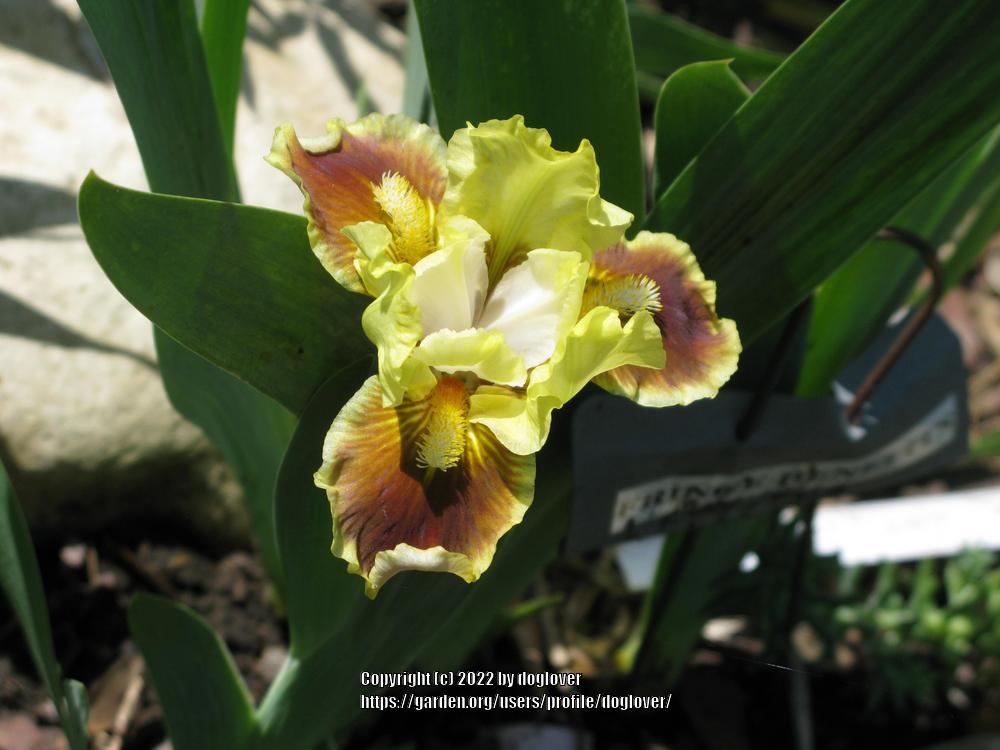 Photo of the bloom of Standard Dwarf Bearded Iris (Iris 'Olive Spot') posted by doglover ...