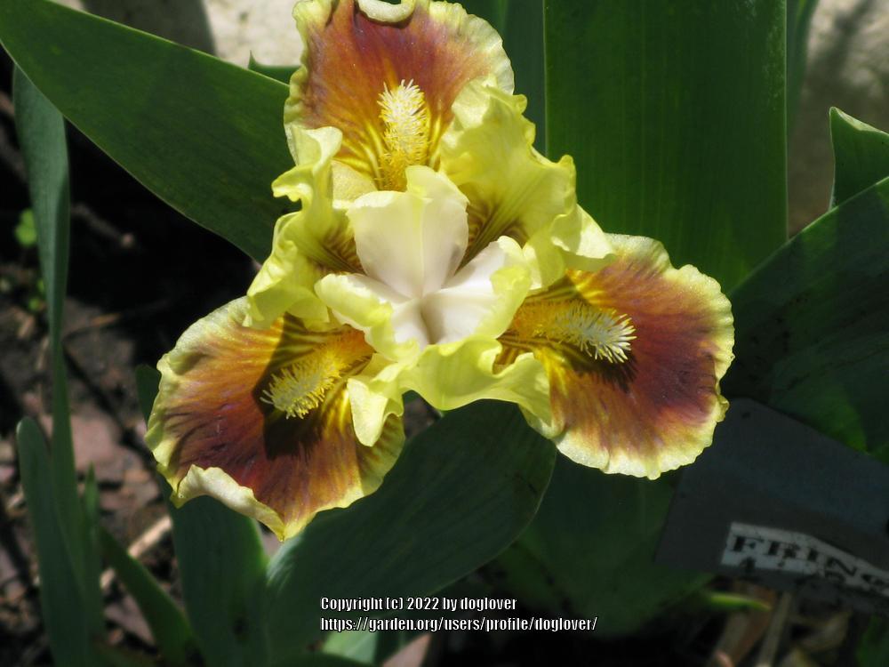 Standard Dwarf Bearded Iris (Iris 'Olive Spot') in the Irises Database ...
