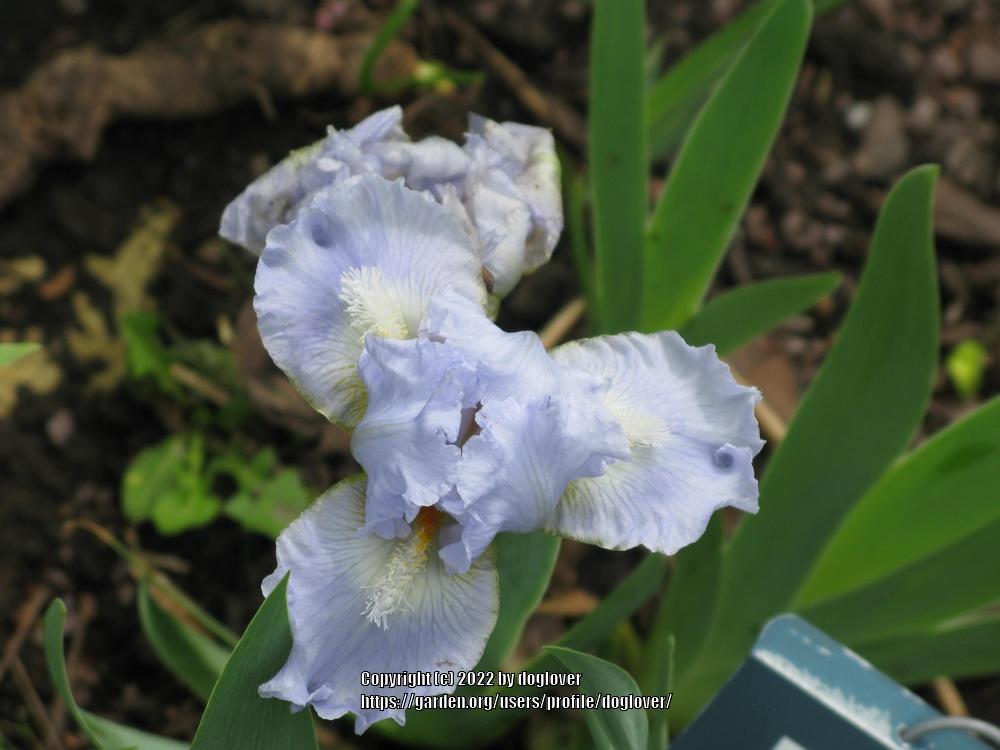 Photo of the bloom of Standard Dwarf Bearded Iris (Iris 'Ocean Pearl ...
