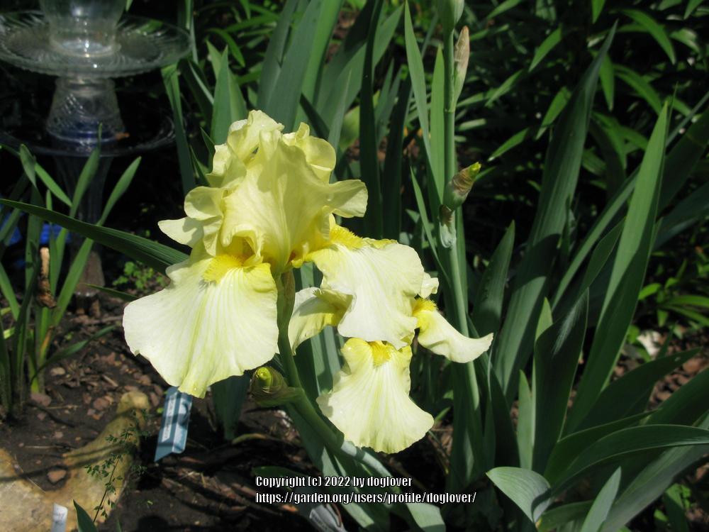 Photo of the bloom of Tall Bearded Iris (Iris 'Irish Tune') posted by doglover - Garden.org