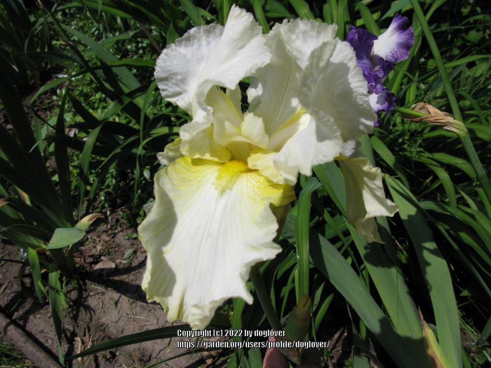 Photo of the bloom of Tall Bearded Iris (Iris 'Crinkled Ivory') posted ...
