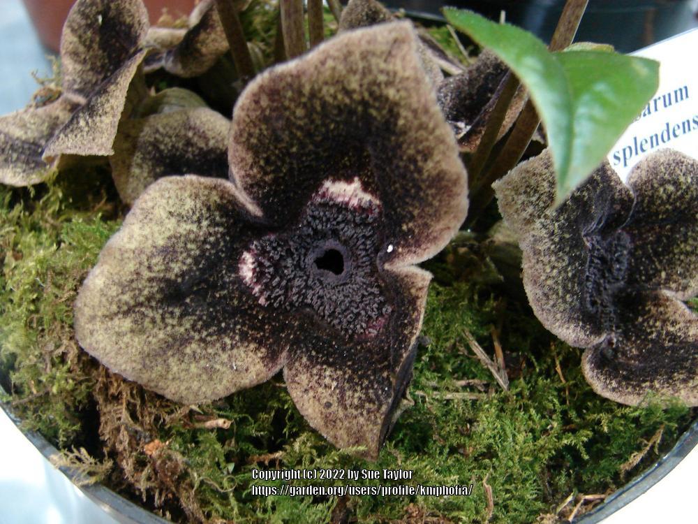 Photo of the bloom of Chinese Wild Ginger (Asarum splendens) posted by ...