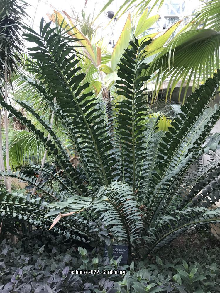 Photo of the entire plant of Maputaland Cycad (Encephalartos ferox ...