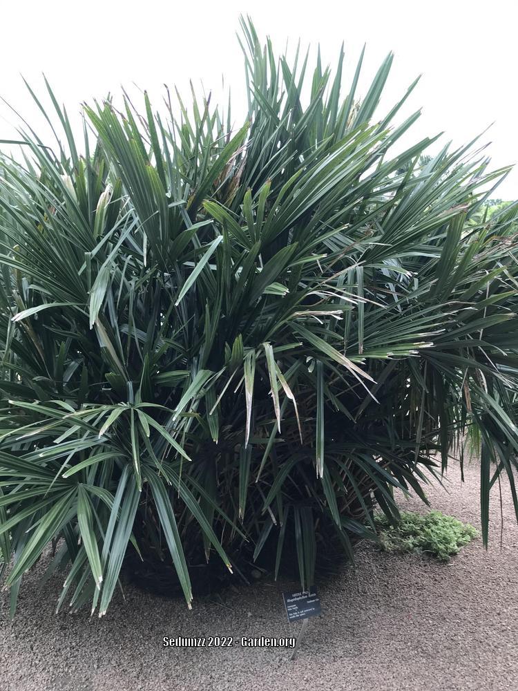 Photo of the entire plant of Needle Palm (Rhapidophyllum hystrix ...