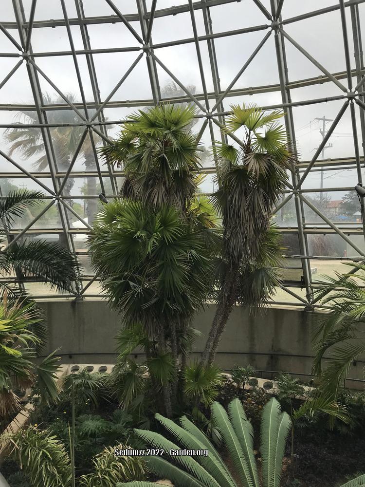 Photo of the entire plant of Zombie Palm (Zombia antillarum) posted by ...