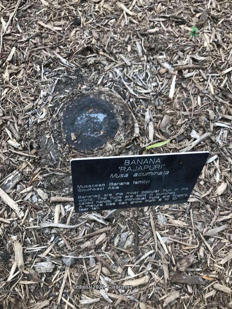 Photo of the stem, scape, stalk or bark of Banana (Musa acuminata ...