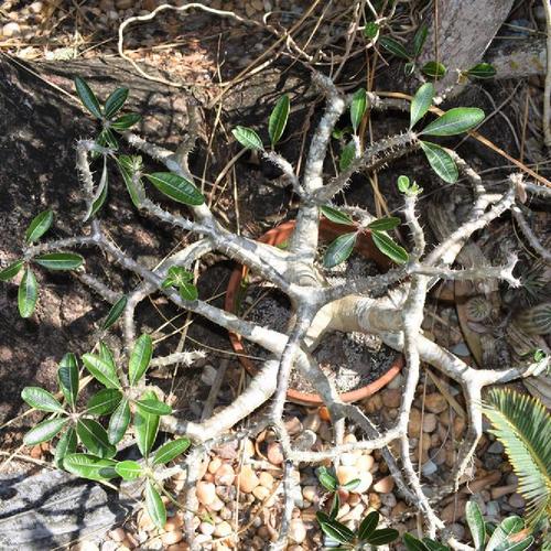 Elephant's Foot Plant (Pachypodium cactipes) in the Pachypodiums ...
