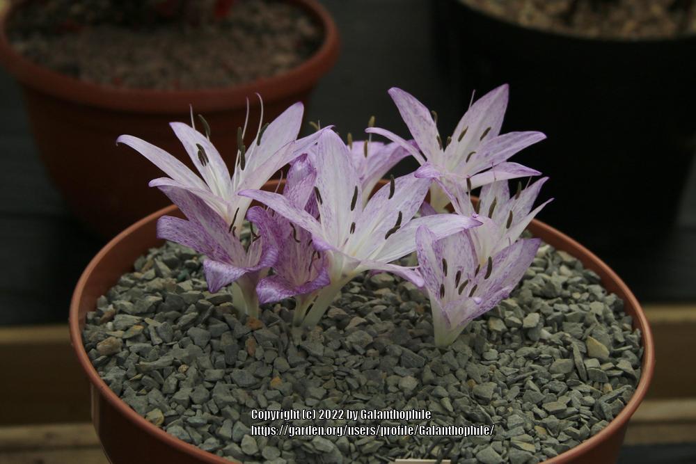 Photo of the bloom of Meadow Saffron (Colchicum macrophyllum) posted by ...