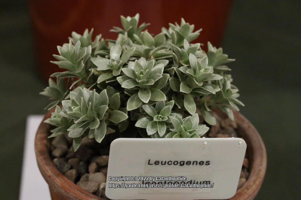 North Island Eidelweiss (Leucogenes leontopodium) - Garden.org