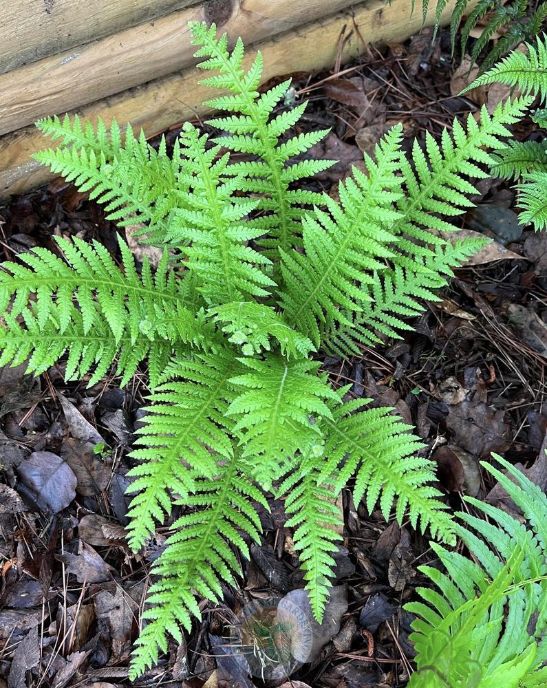 Photo of the entire plant of Japanese Beech Fern (Phegopteris decursive ...