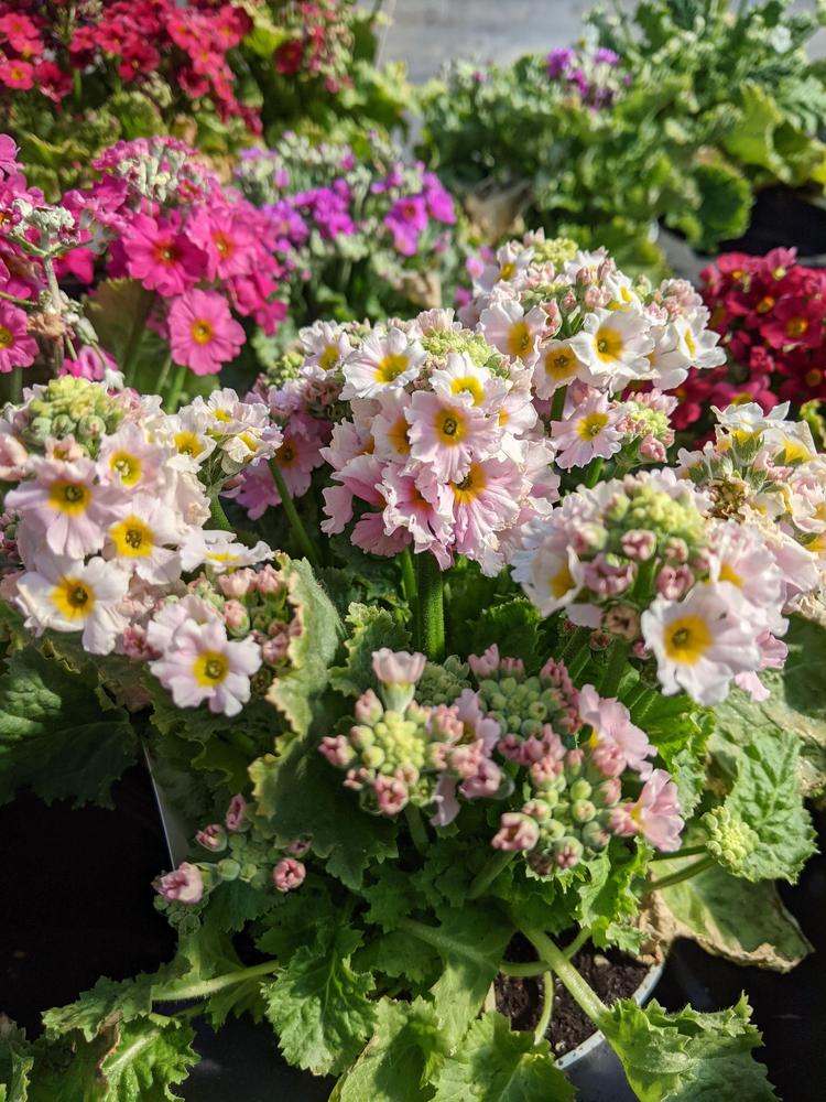 Photo of the entire plant of Primrose (Primula malacoides 'Prima Mix ...