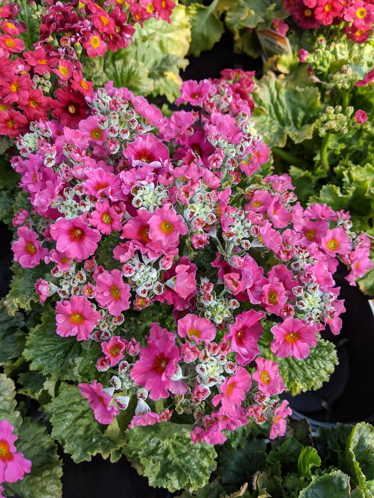 Photo of the entire plant of Primrose (Primula malacoides 'Prima Mix ...