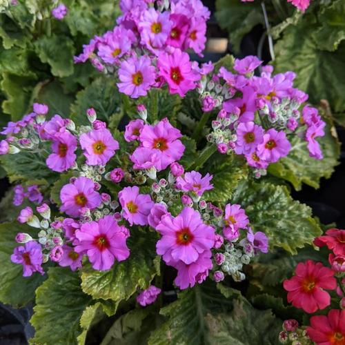 Primrose (Primula malacoides 'Prima Mix') in the Primroses Database ...