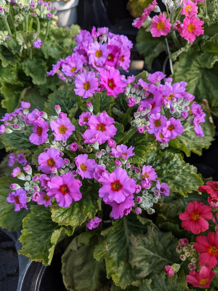 Photo of the entire plant of Primrose (Primula malacoides 'Prima Mix ...