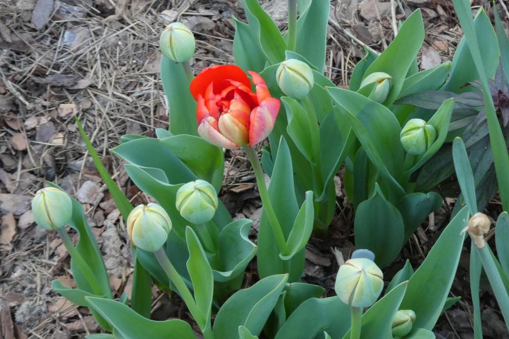 Photo of the entire plant of Double Late Tulip (Tulipa 'Miranda ...