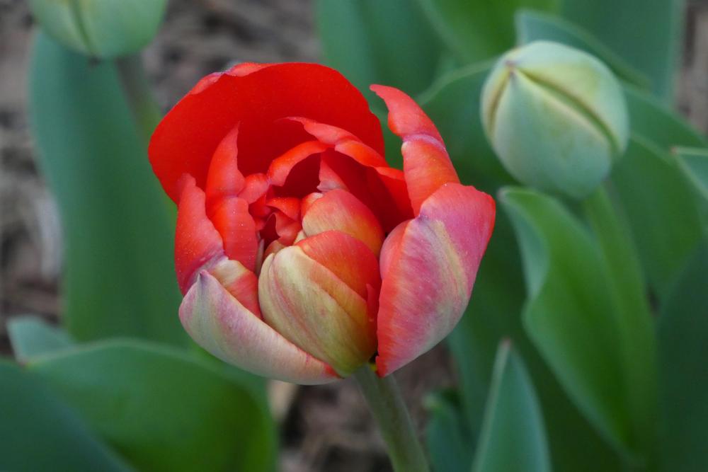 Photo of the bloom of Double Late Tulip (Tulipa 'Miranda') posted by ...