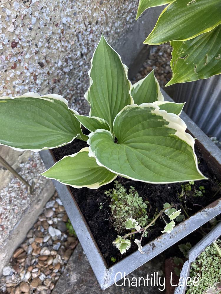 Hosta 'Chantilly Lace' in the Hostas Database - Garden.org