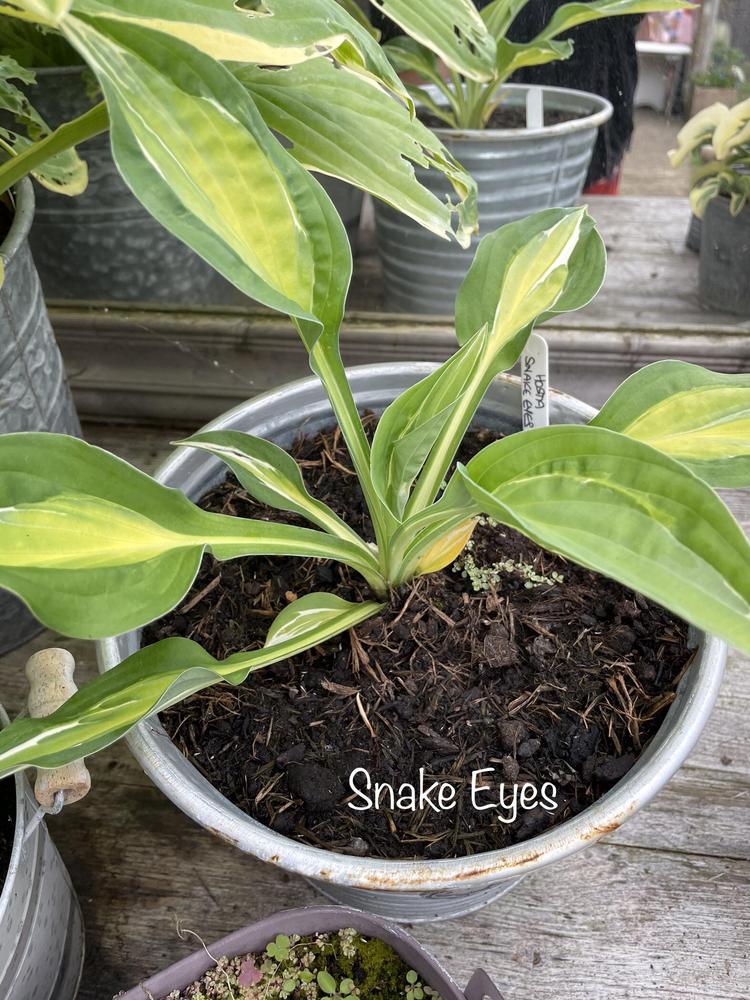 Photo of the entire plant of Hosta 'Snake Eyes' posted by RachaelHunter ...