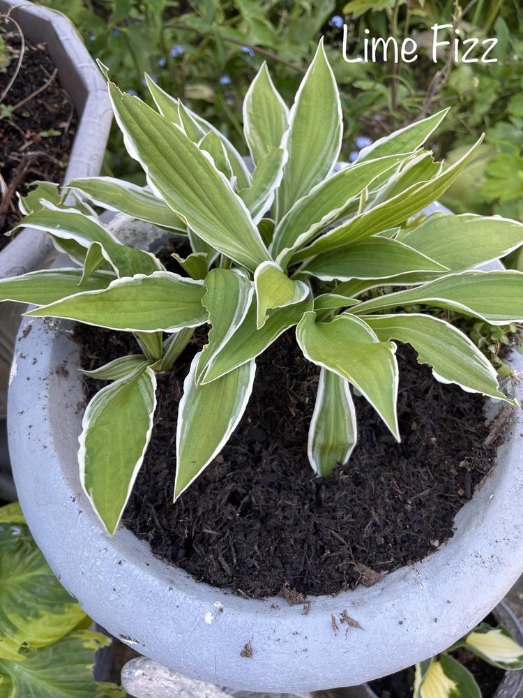 Hosta 'Lime Fizz' in the Hostas Database - Garden.org