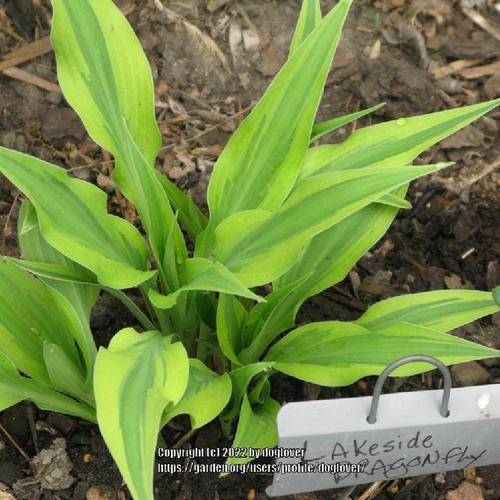 Hosta 'Lakeside Dragonfly' in the Hostas Database - Garden.org
