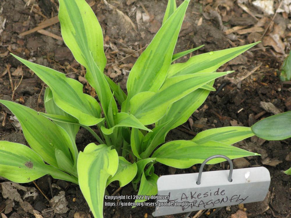 Hosta 'Lakeside Dragonfly' in the Hostas Database - Garden.org