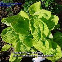 Photo of the entire plant of Hosta 'Zounds' posted by doglover - Garden.org