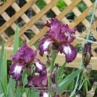 Photo of the bloom of Tall Bearded Iris (Iris 'Tennison Ridge') posted ...