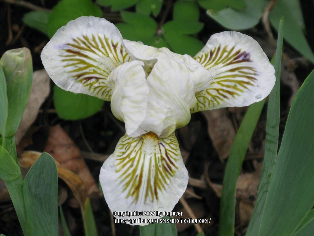 Photo of the bloom of Standard Dwarf Bearded Iris (Iris 'Snow Tree ...