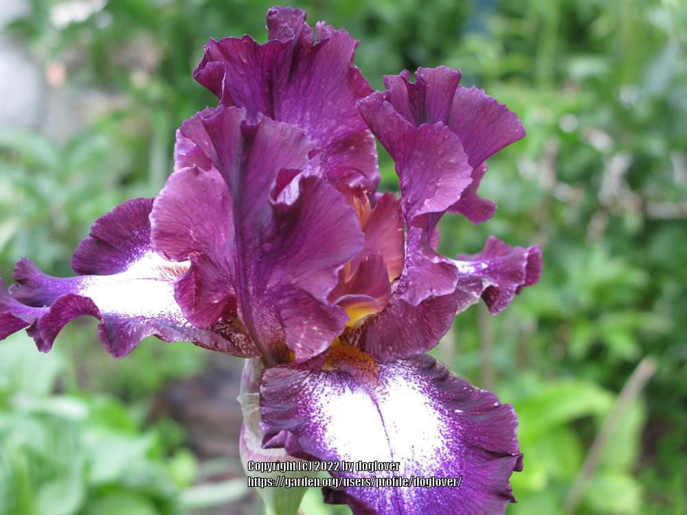 Photo of the bloom of Tall Bearded Iris (Iris 'Tennison Ridge') posted ...