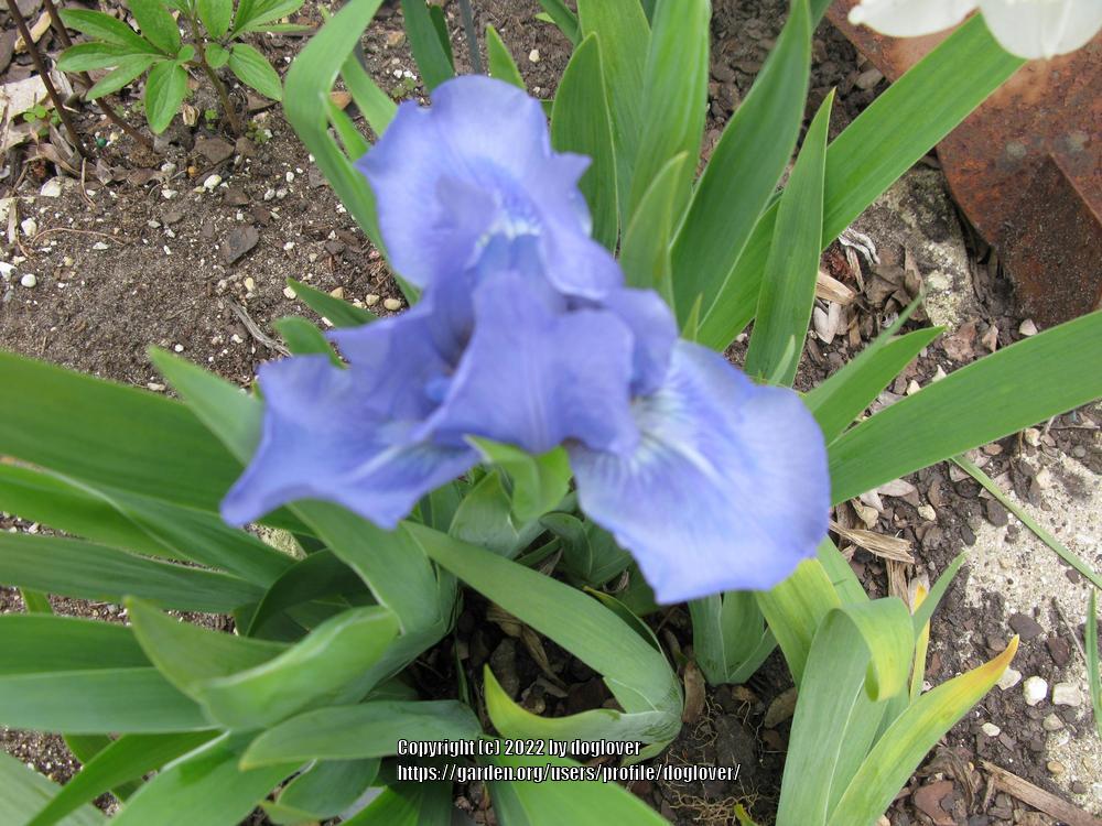Photo of the bloom of Standard Dwarf Bearded Iris (Iris 'Sapphire Gem') posted by doglover ...