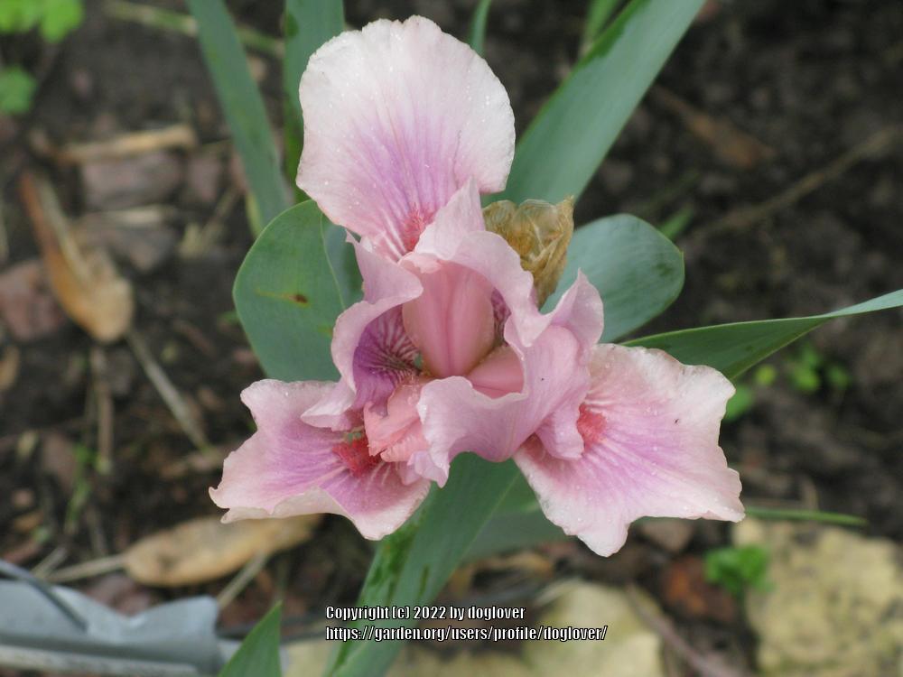 Photo of the bloom of Intermediate Bearded Iris (Iris 'Raspberry Blush ...