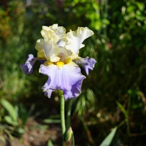 Tall Bearded Iris (Iris 'Gilt-Edged Bond') in the Irises Database ...