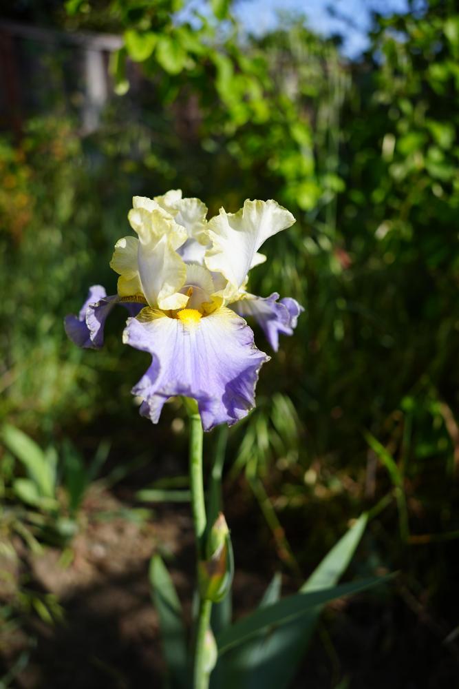 Photo of the bloom of Tall Bearded Iris (Iris 'Gilt-Edged Bond') posted ...