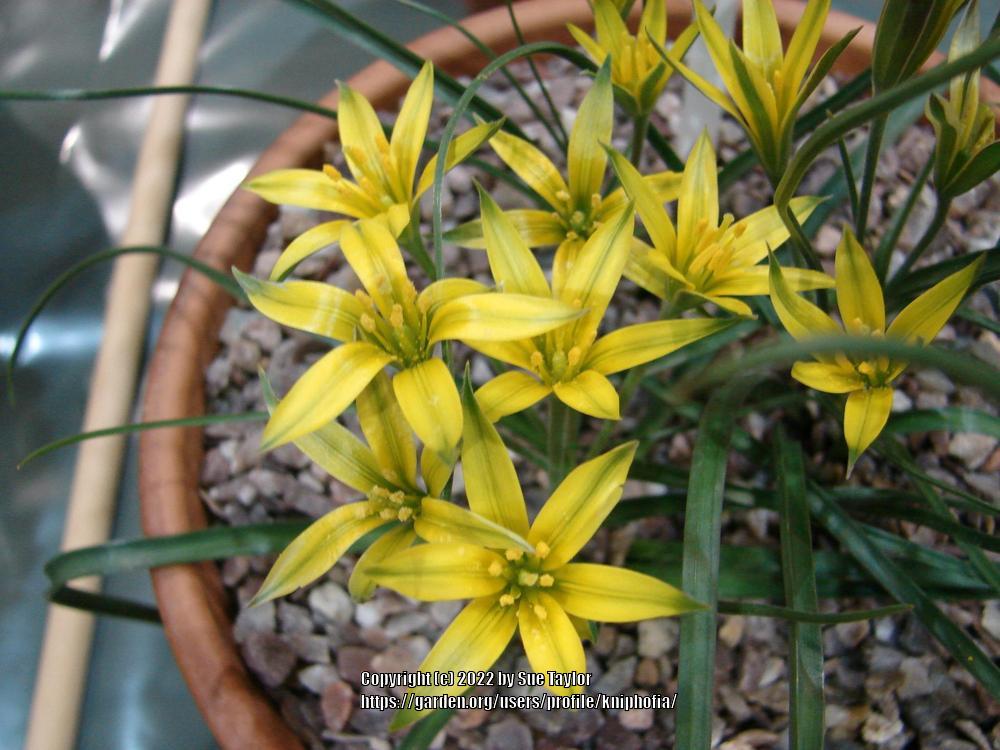 Photo of the bloom of Gagea fibrosa posted by kniphofia - Garden.org