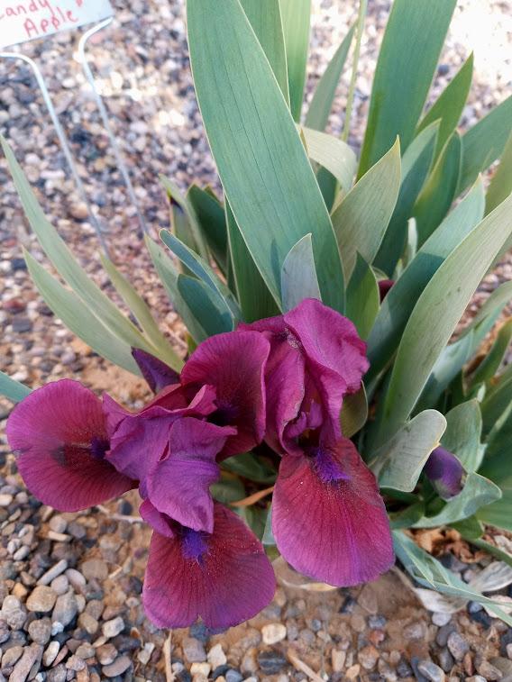 Standard Dwarf Bearded Iris (Iris 'Candy Apple') in the Irises Database ...