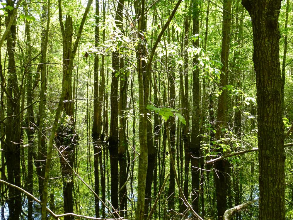 Photo of the habitat view of Water Tupelo (Nyssa aquatica) posted by ...