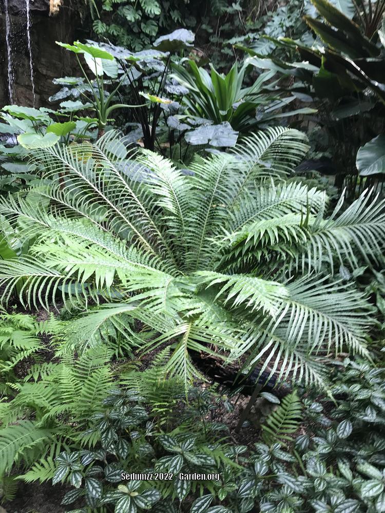 Photo of the entire plant of Dwarf Tree Fern (Oceaniopteris gibba ...