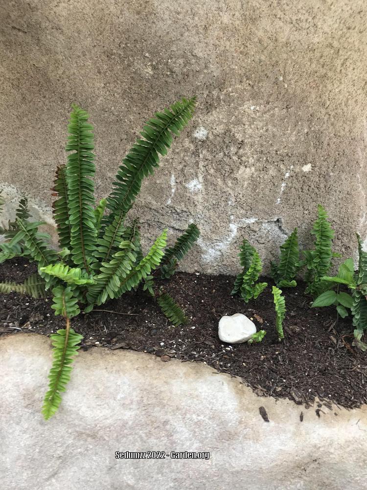 Photo of the entire plant of Boston Fern (Nephrolepis obliterata Jester ...