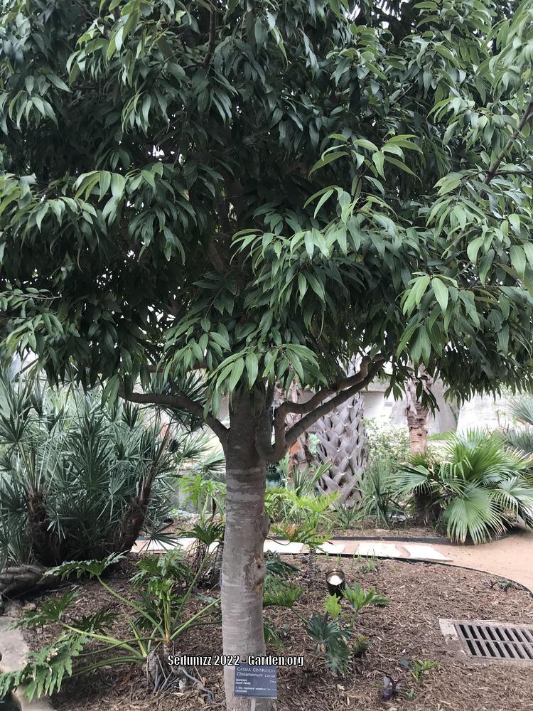 Chinese Cinnamon Tree (Cinnamomum cassia) - Garden.org