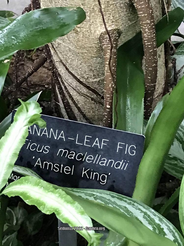 Banana-Leaf Fig (Ficus maclellandii 'Amstel King') - Garden.org