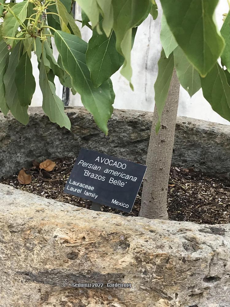 Photo of the stem, scape, stalk or bark of Avocado (Persea americana ...