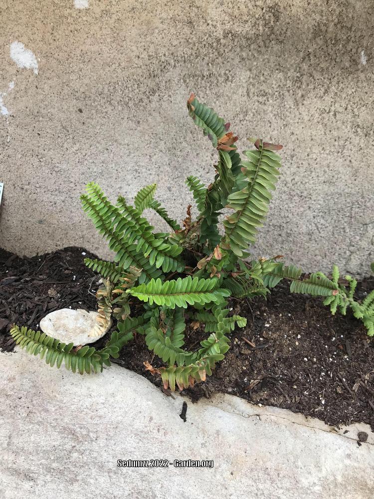 Photo of the entire plant of Boston Fern (Nephrolepis obliterata Jester ...