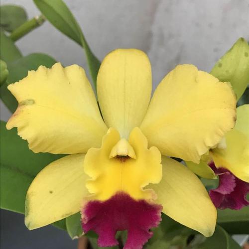 Orchid (Rhyncattleanthe Roy's Magic 'Carmela') - Garden.org