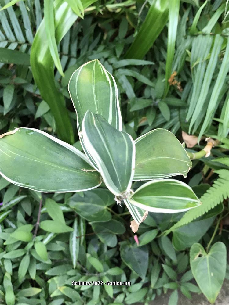 Variegated Spiral Ginger (Costus arabicus 'Variegatus') - Garden.org