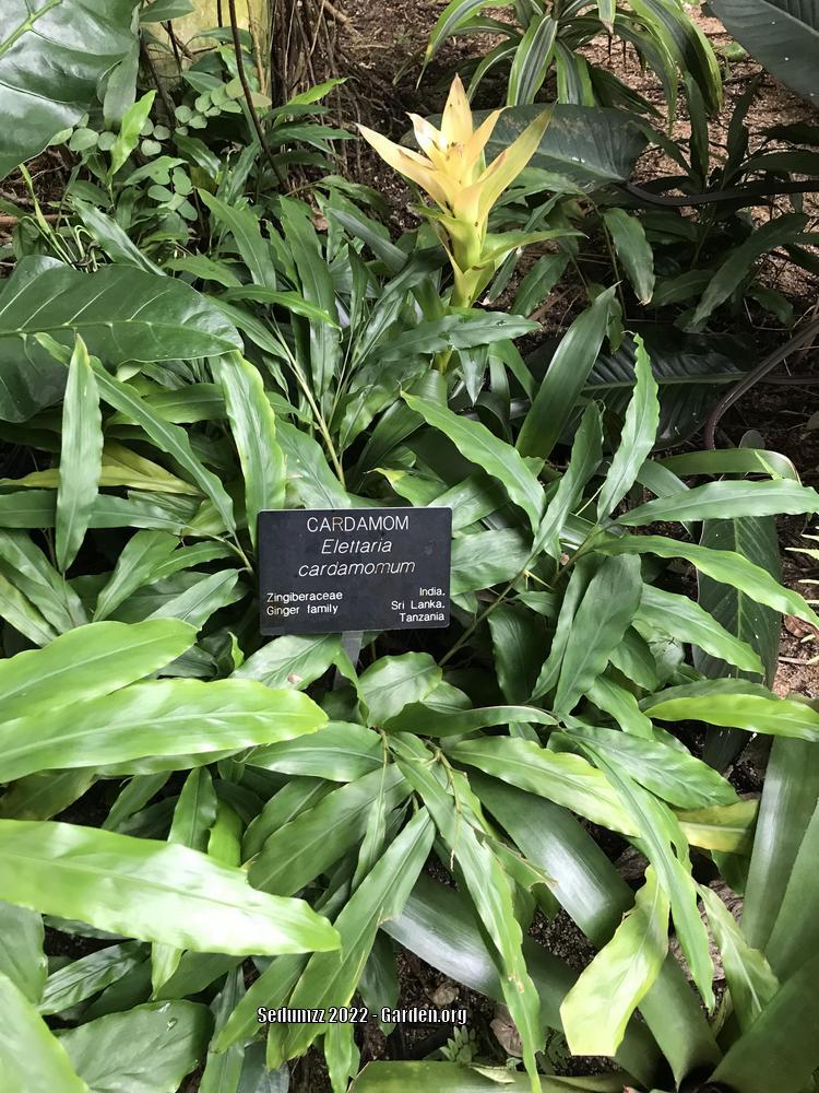 Cardamom (Elettaria cardamomum) - Garden.org